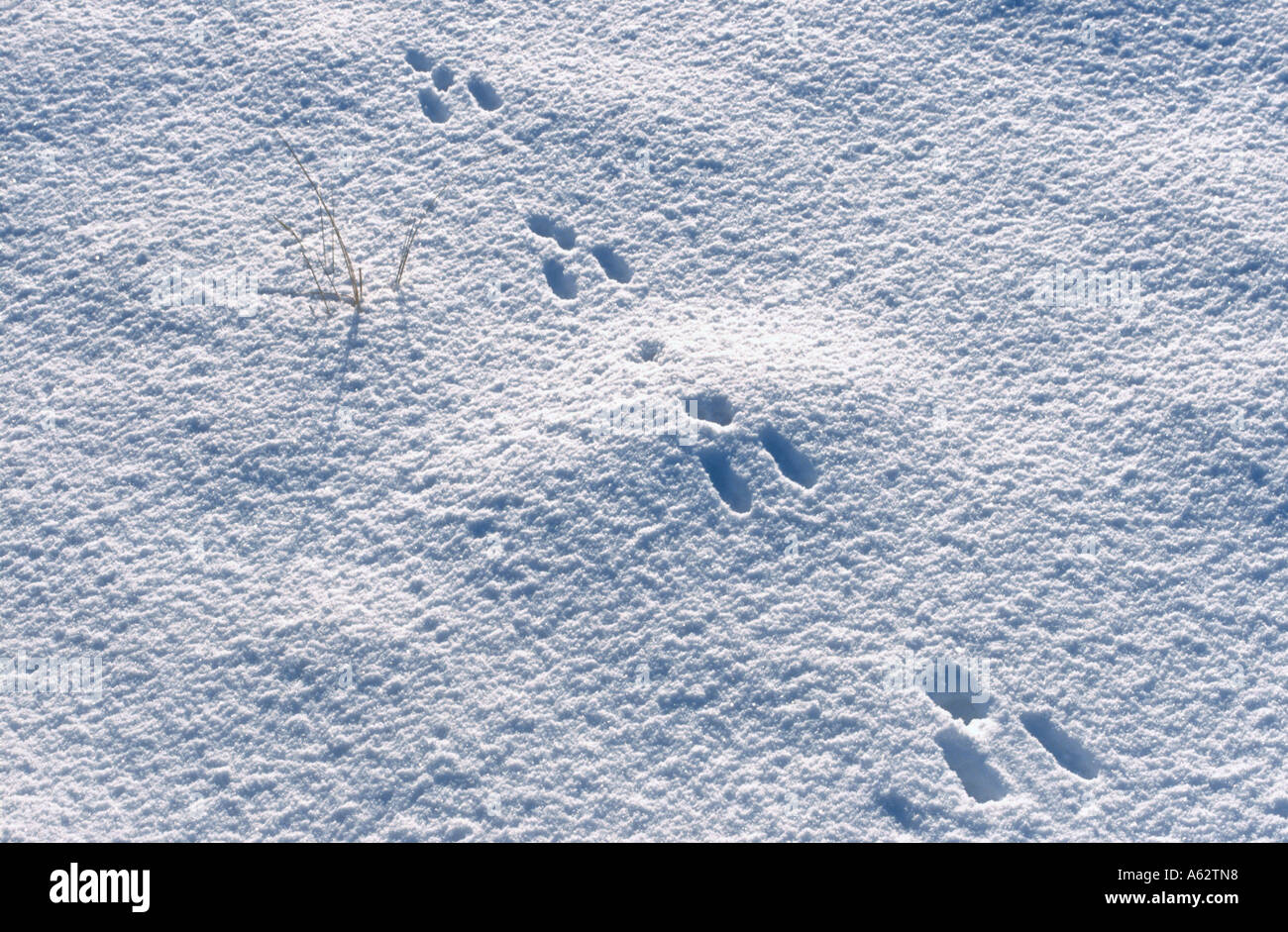 Rabbit foot prints hi-res stock photography and images - Alamy
