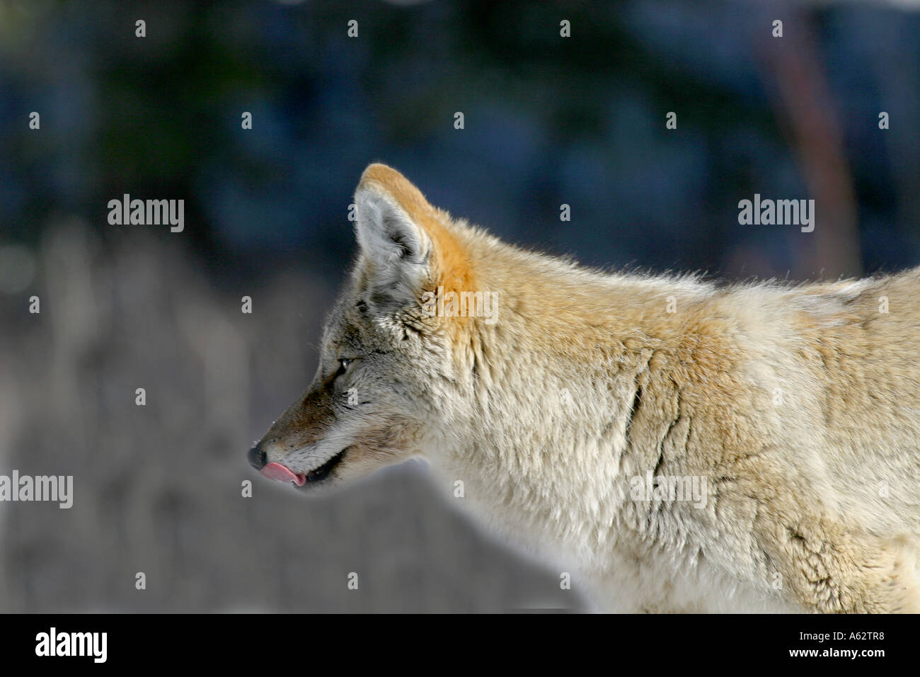 Wildlife of North America, Coyote canis latrans Stock Photo - Alamy