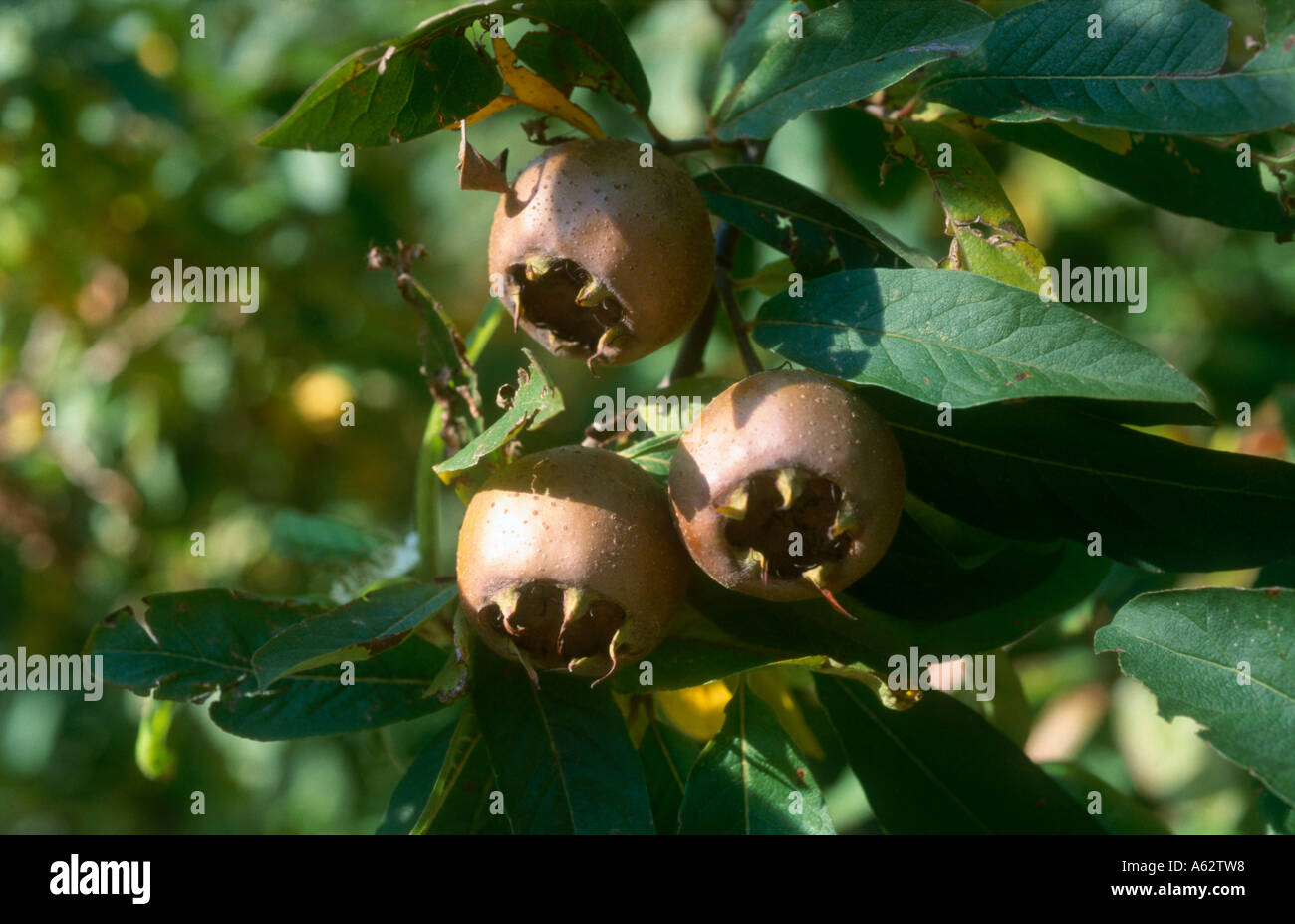 Common Medlar (Mespilus germanica) growing on branch Stock Photo - Alamy