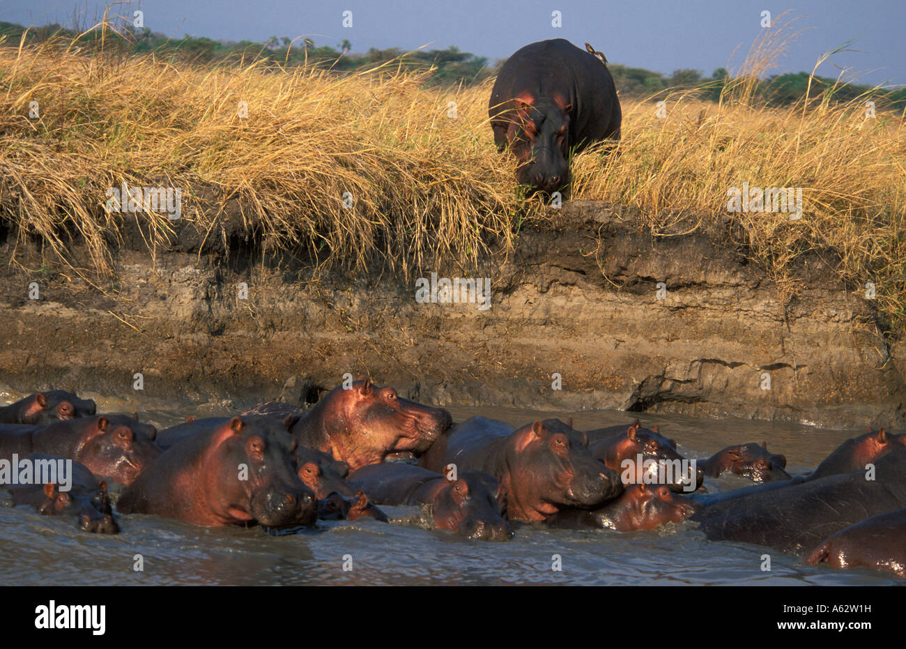 Hippopotamus bull forced out of a hippo pod Hippopotamus amphibius ...