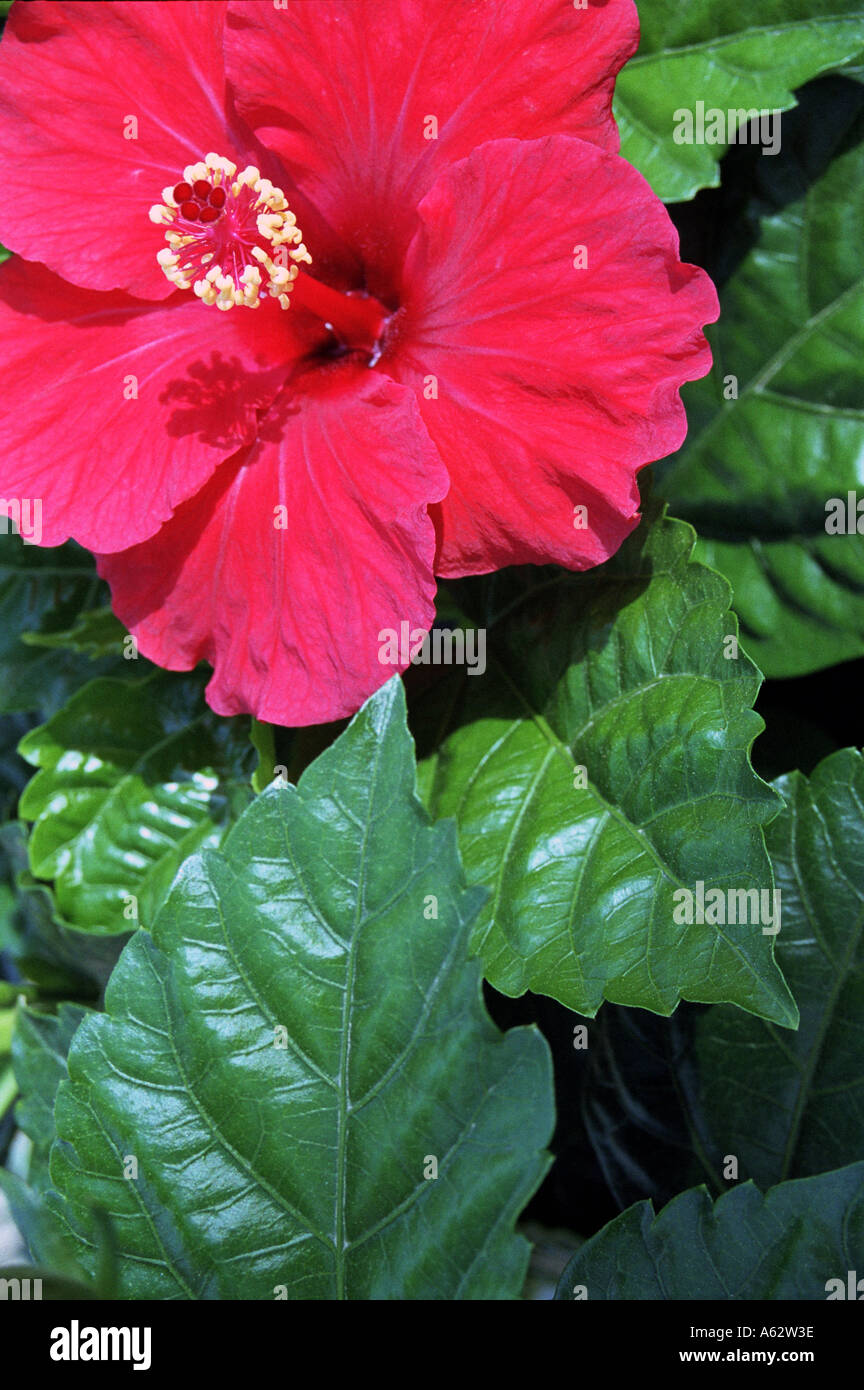 red flower and green leaves Stock Photo - Alamy
