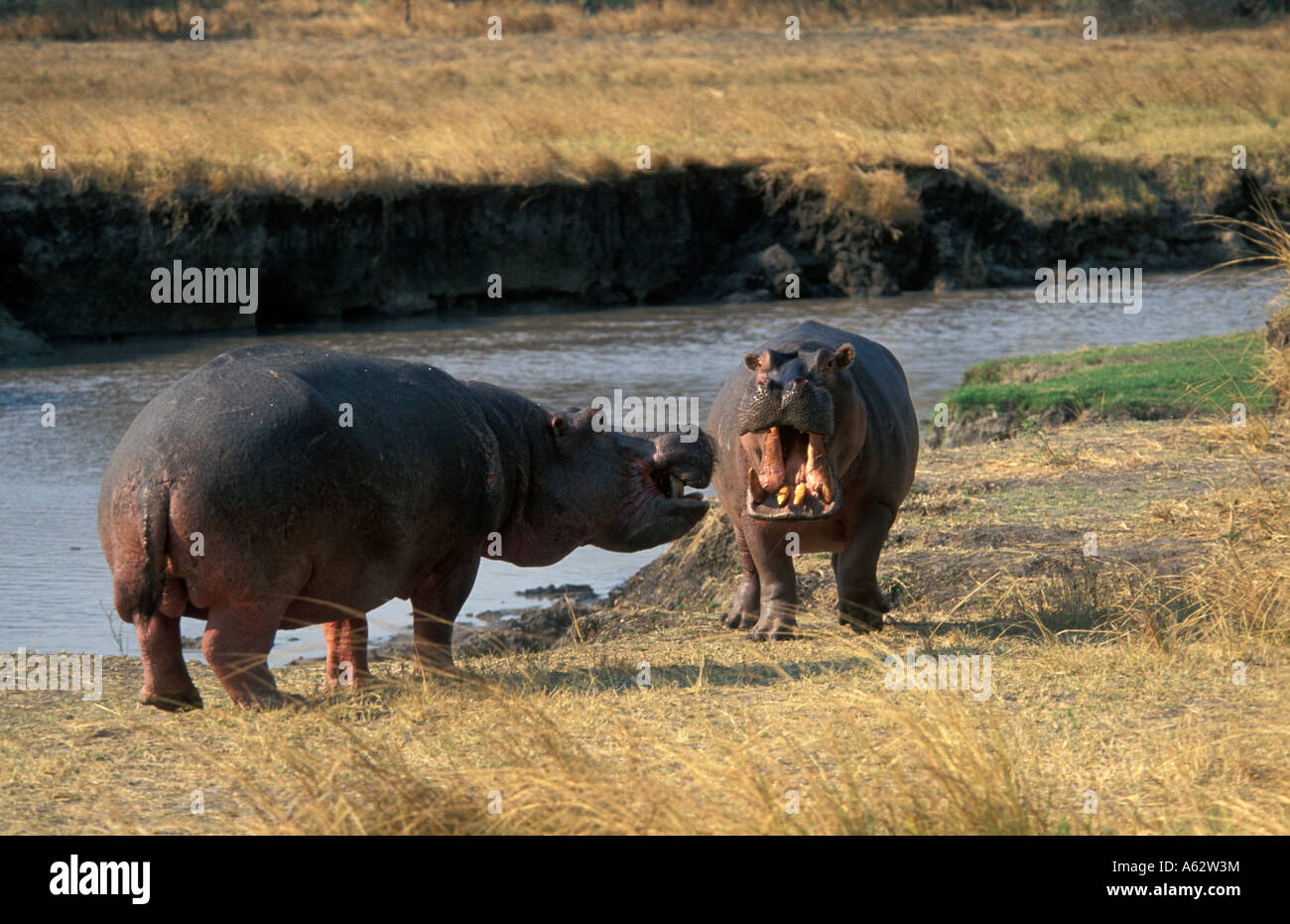 Hippopotamus bulls fighting Hippopotamus amphibius Katavi National Park ...