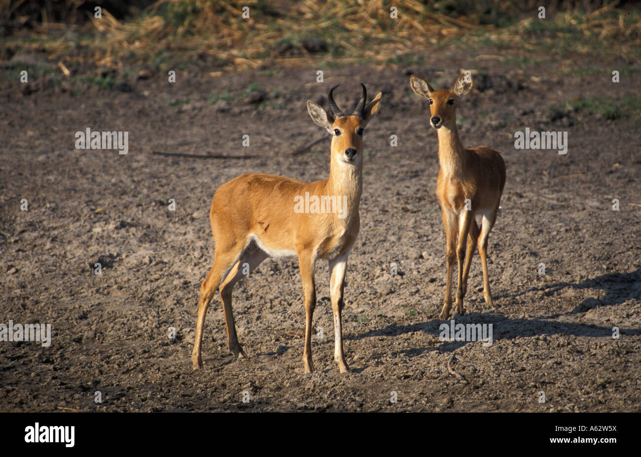 Tanzania bohor reedbuck antelope hi-res stock photography and images ...