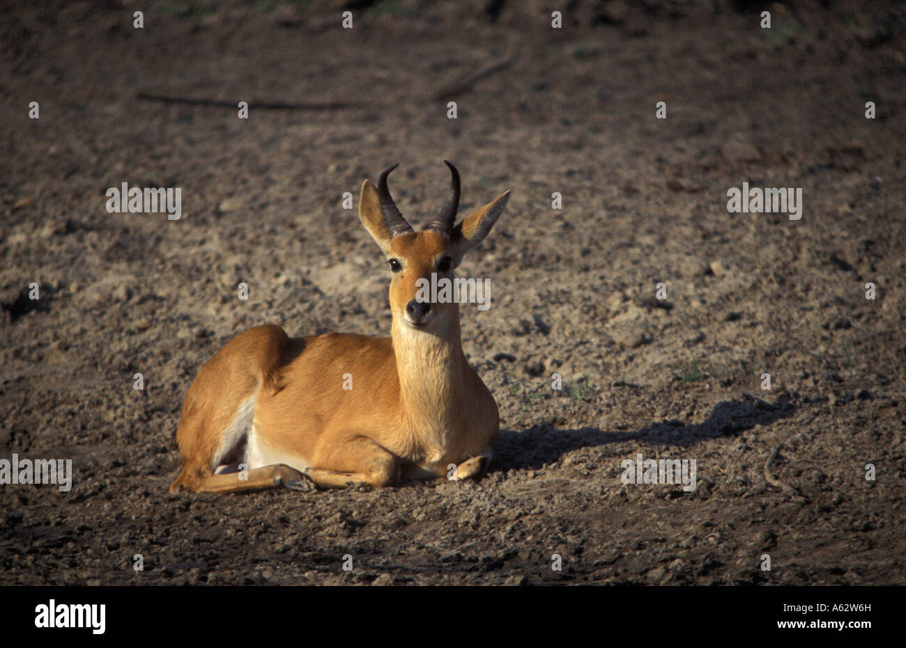 Male Bohor Reedbuck Redunca redunca Katavi National Park Tanzania Stock ...