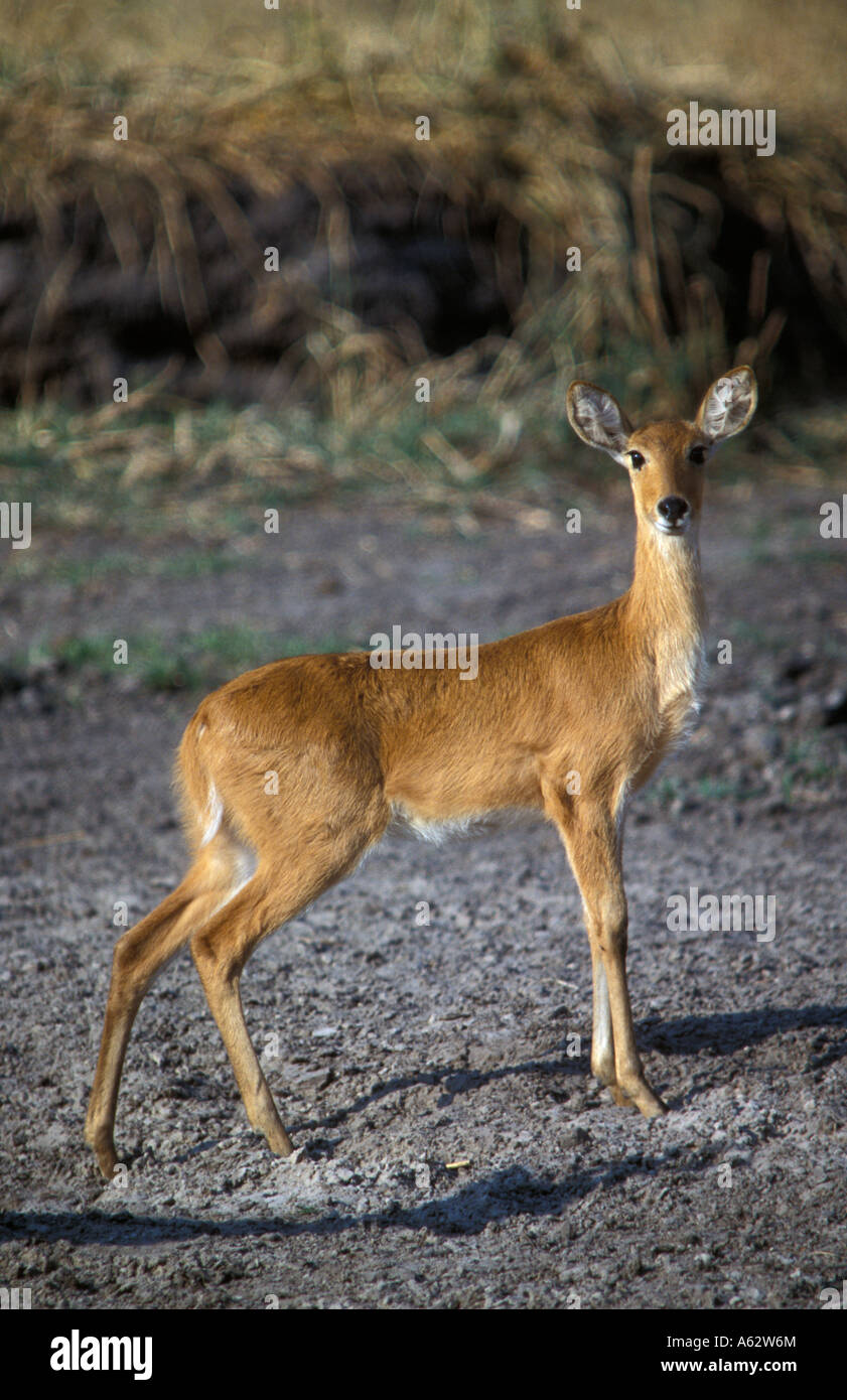 Tanzania bohor reedbuck antelope hi-res stock photography and images ...