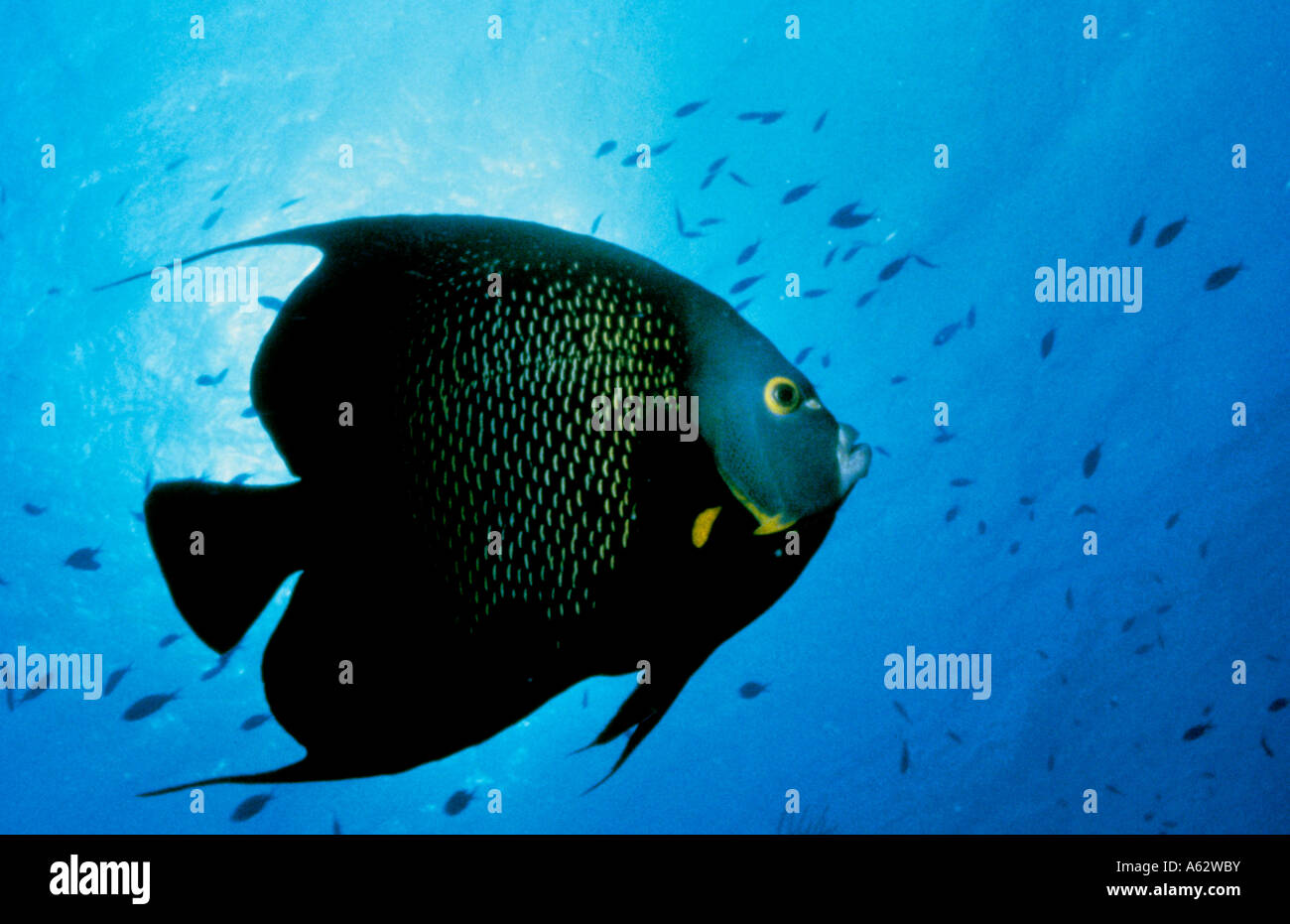 Colorful underwater photo of transparent angel fish in the clear water ...