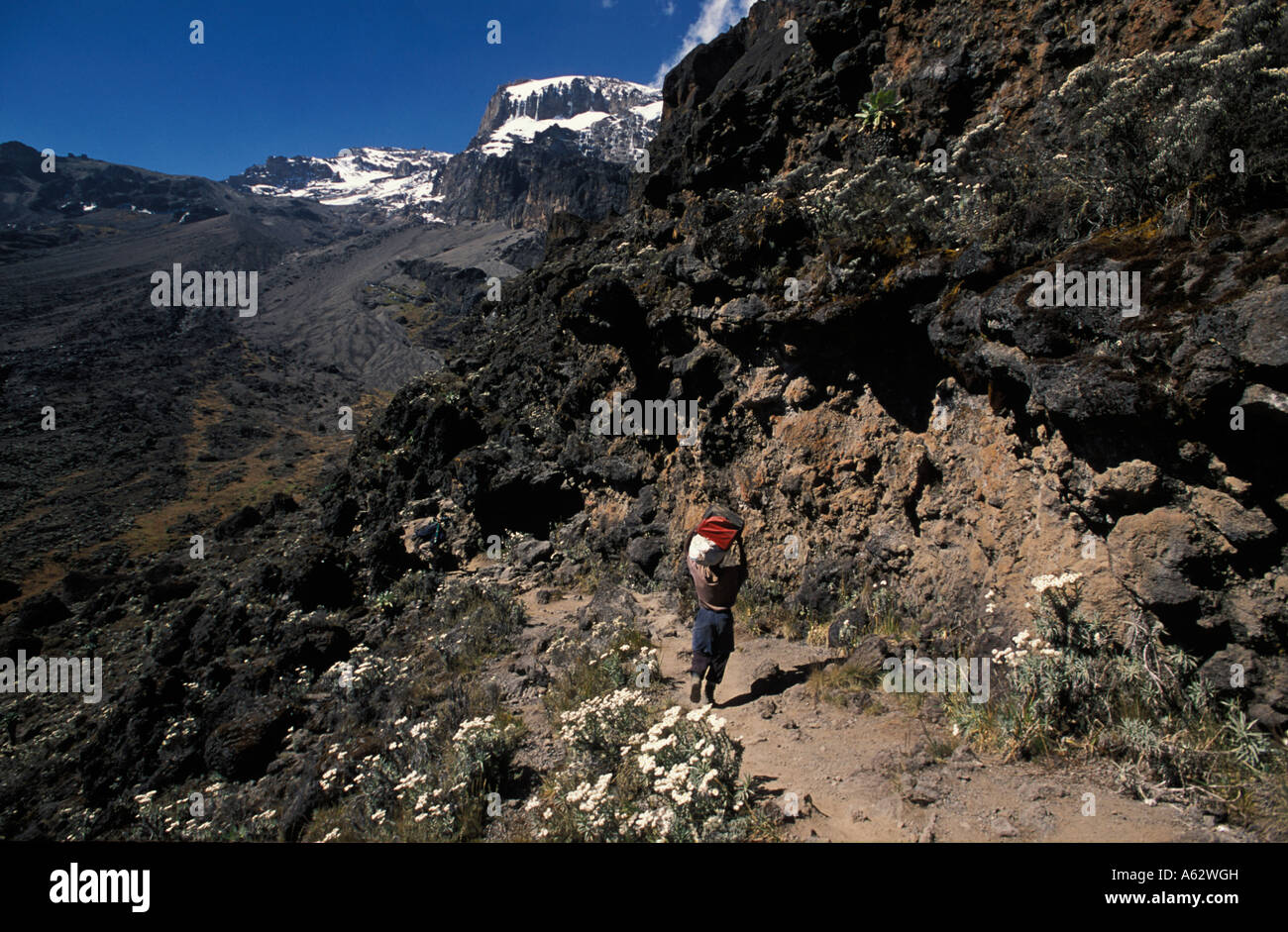 Porter carrying luggage on Mount Kilimanjaro Kilimanjaro National Park ...