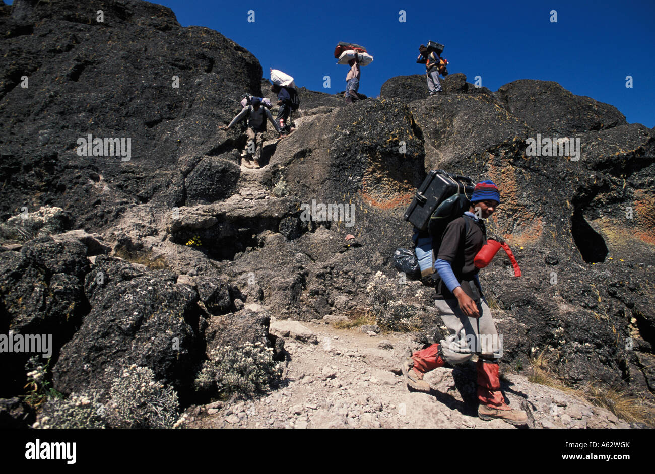 Porter carrying luggage on Mount Kilimanjaro Kilimanjaro National Park ...