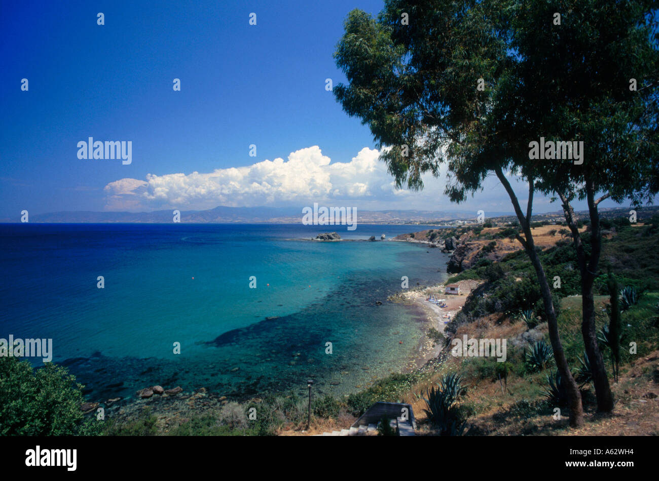 Trees at coast, Chrysochou Bay, Polis, Cyprus Stock Photo - Alamy