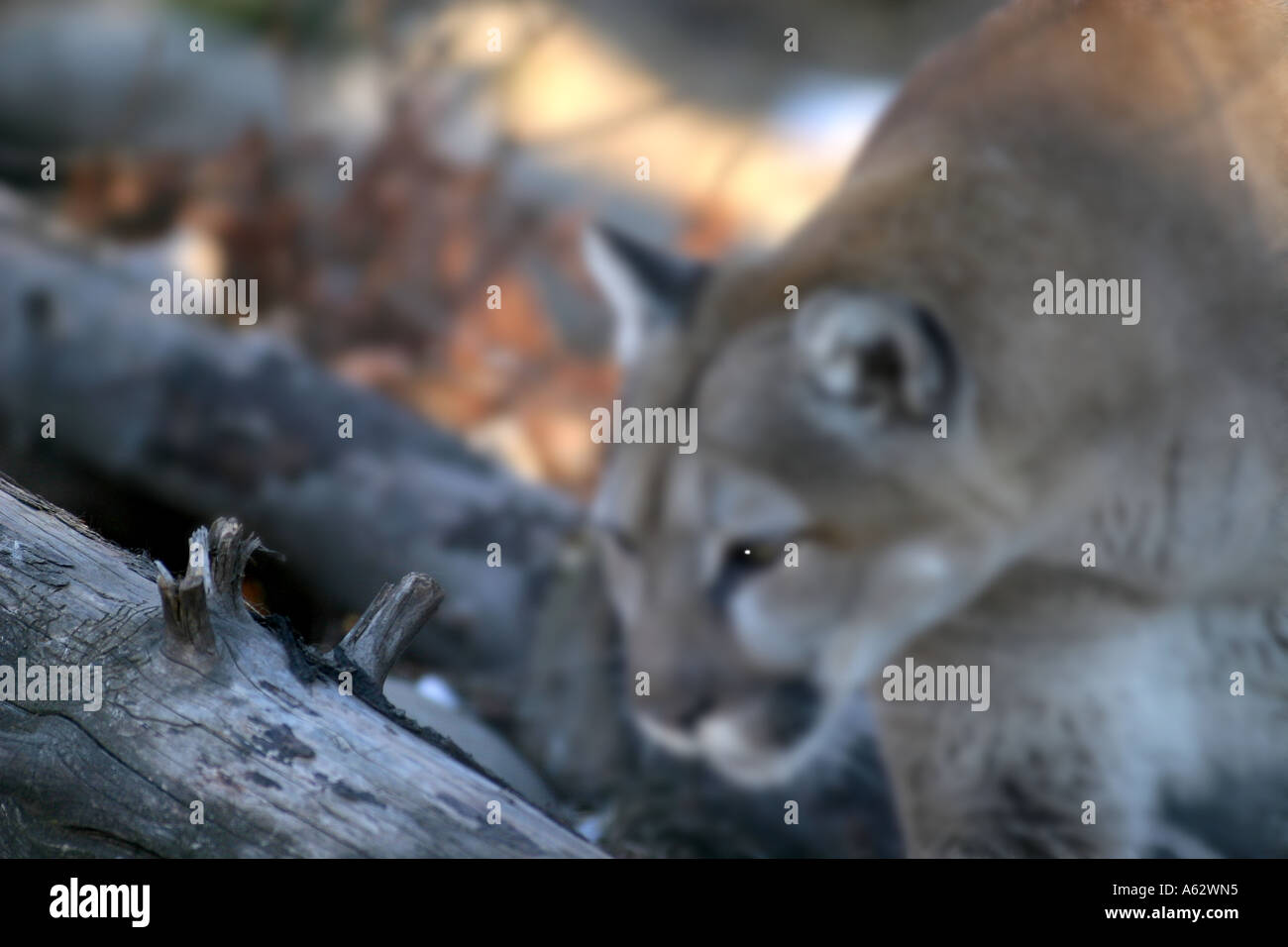 Mountain lion Alberta Canada North America Stock Photo - Alamy