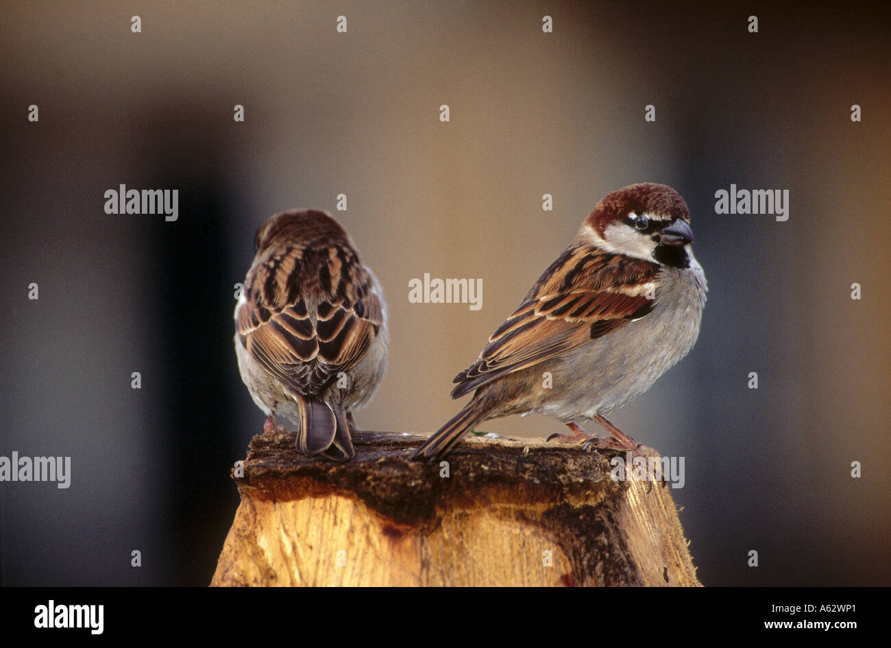 Two sparrows hi-res stock photography and images - Alamy