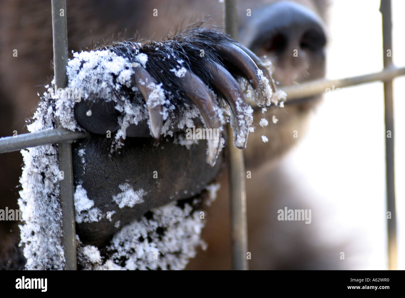 Black bear looking through the wire mesh of his enclosure Stock Photo ...