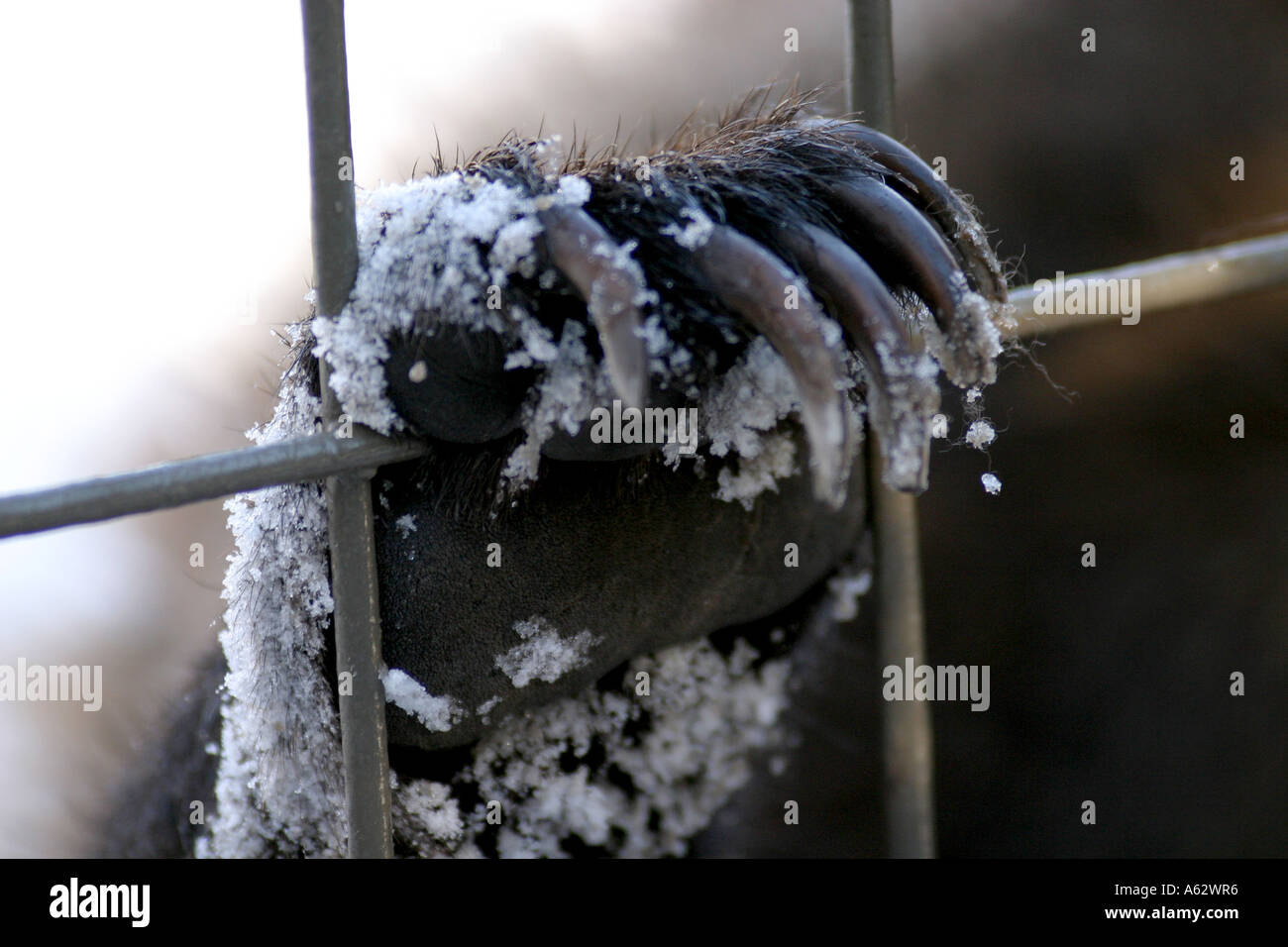 Black bear looking through the wire mesh of his enclosure Stock Photo ...