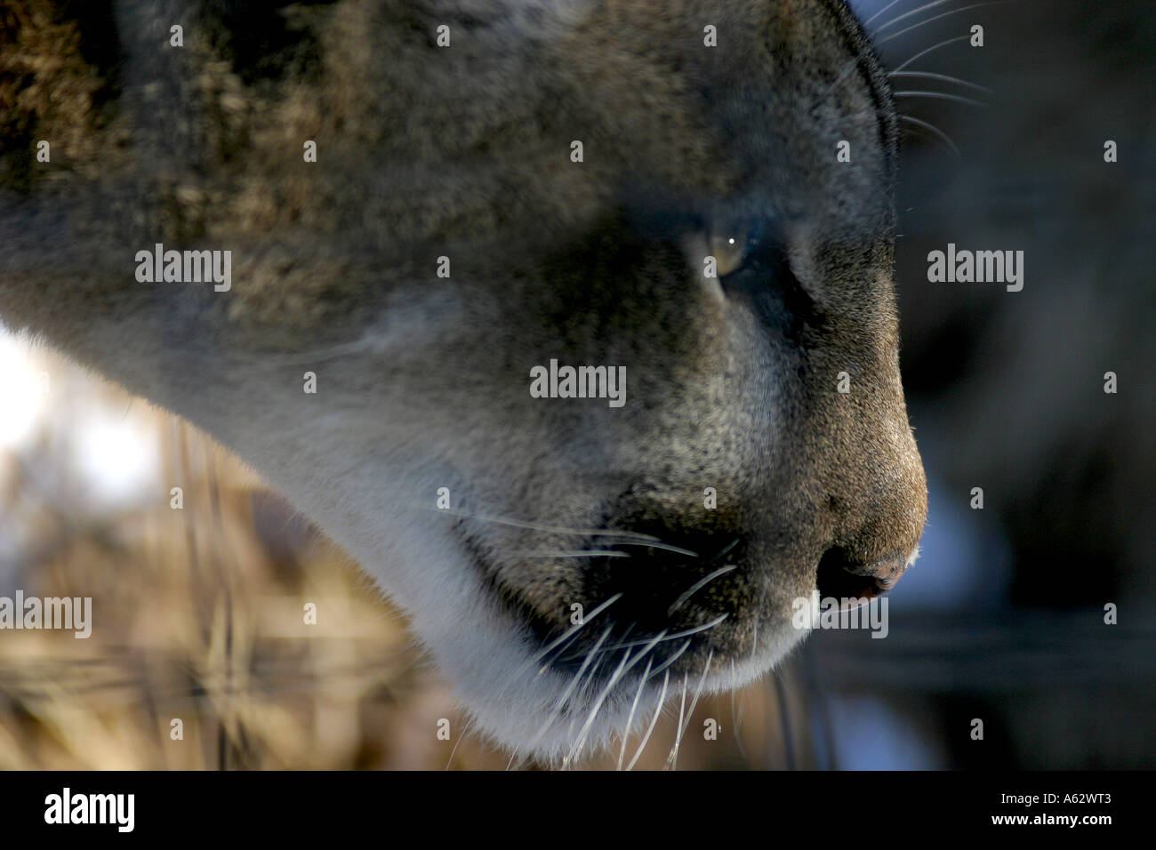 Mountain lion Alberta Canada North America Stock Photo - Alamy