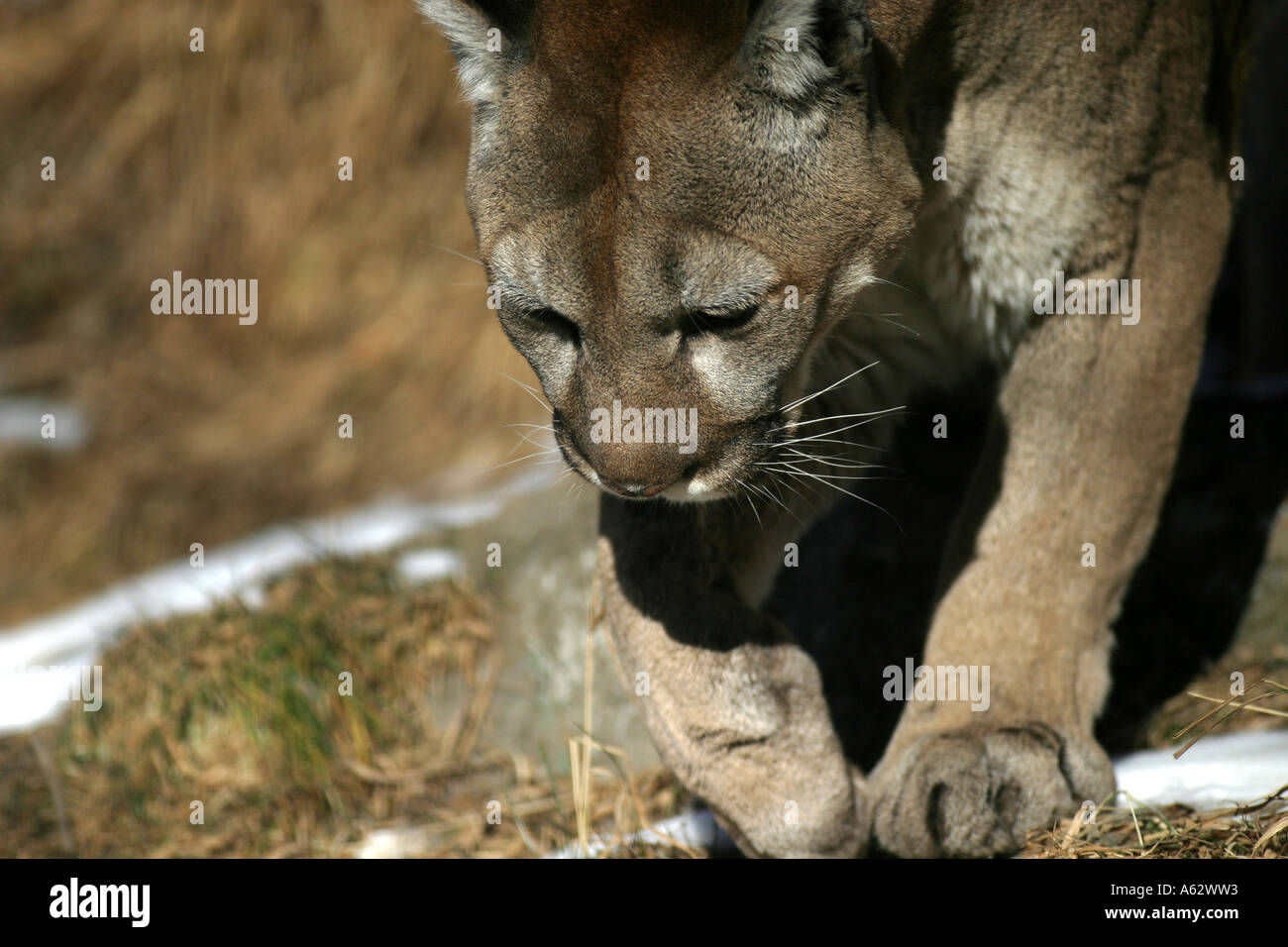 Mountain lion Alberta Canada North America Stock Photo - Alamy