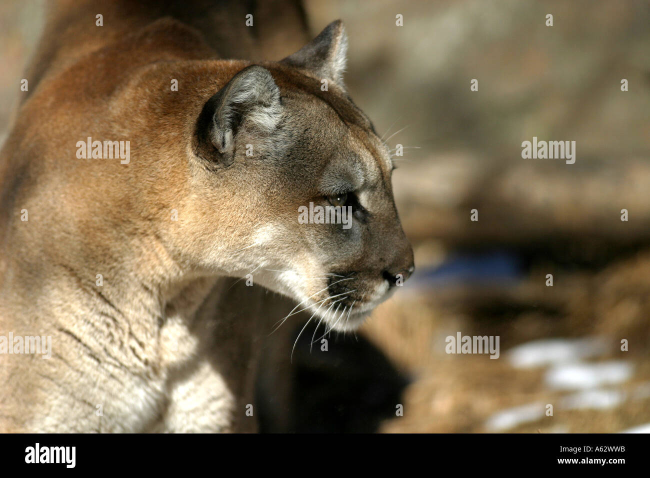 Mountain lion Alberta Canada North America Stock Photo - Alamy