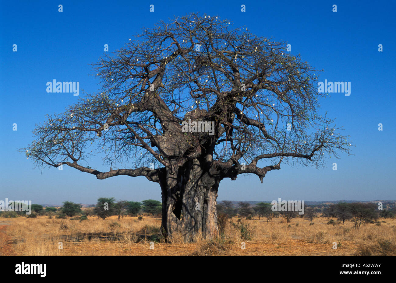 baobab tree Ruaha National Park Tanzania Stock Photo - Alamy