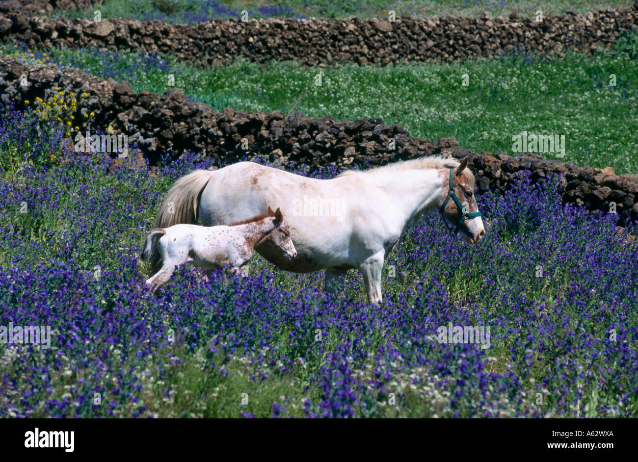 Moms and kids in field hi-res stock photography and images - Alamy