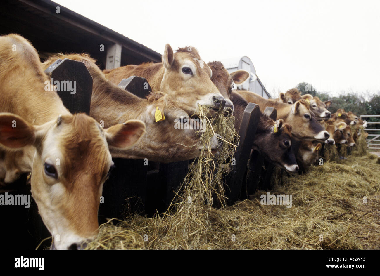 Row of jersey cows hi-res stock photography and images - Alamy