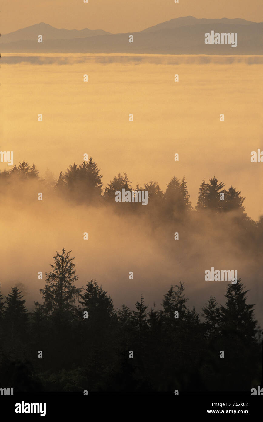USA Washington Neah Bay Setting sun lights fog rolling through ...