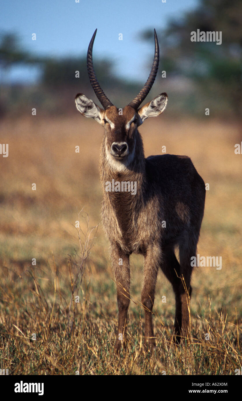 Common waterbuck bull Kobus ellipsiprymnus ellipsiprymnus Saadani ...