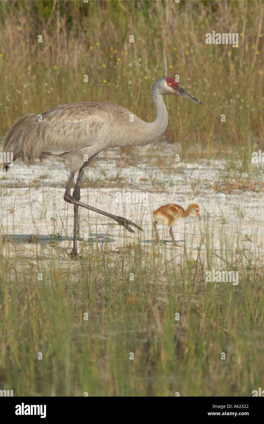Sandhill crane Grus canadensis with young big large birds cranes baby ...
