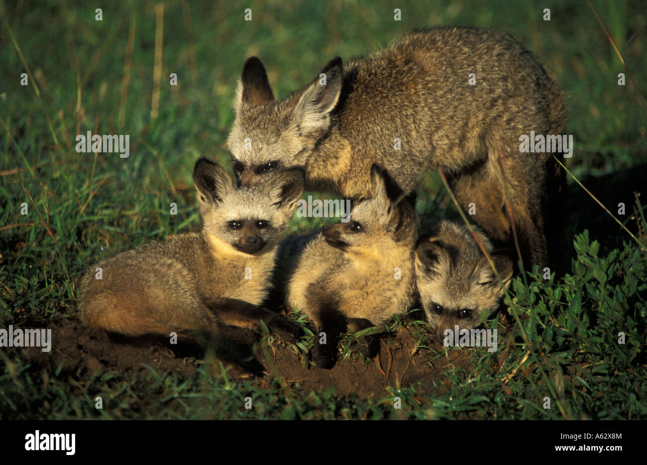 bat eared fox with pups Otocyon megalotis Serengeti National Park Tanzania Stock Photo - Alamy