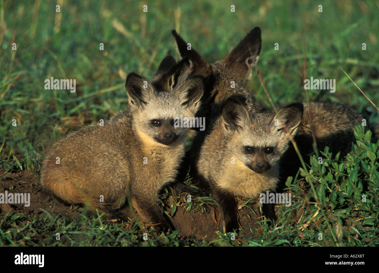 bat-eared fox with pups at a den Otocyon megalotis Serengeti National ...
