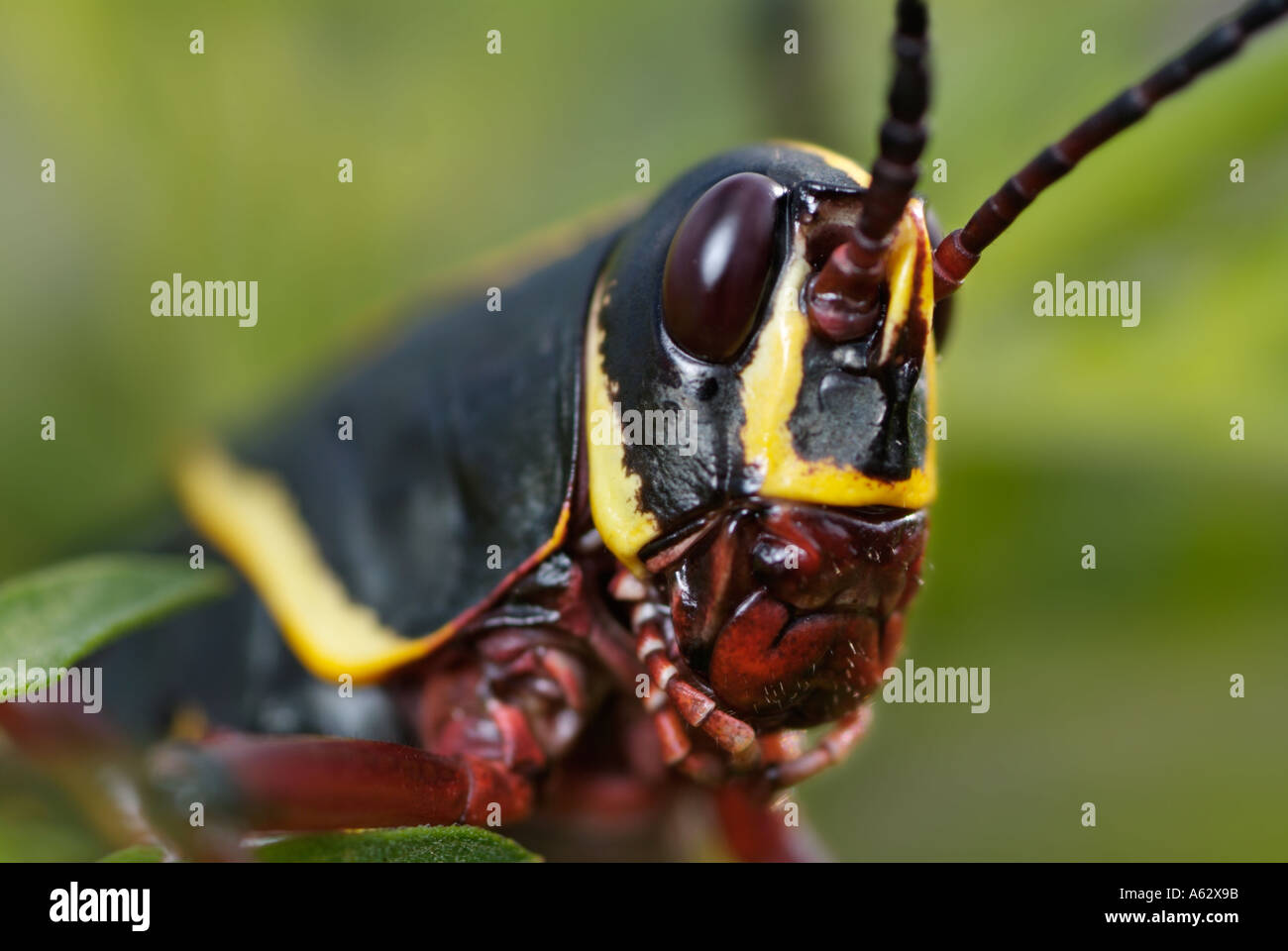young Southeastern lubber grasshopper insects immature bugs ...