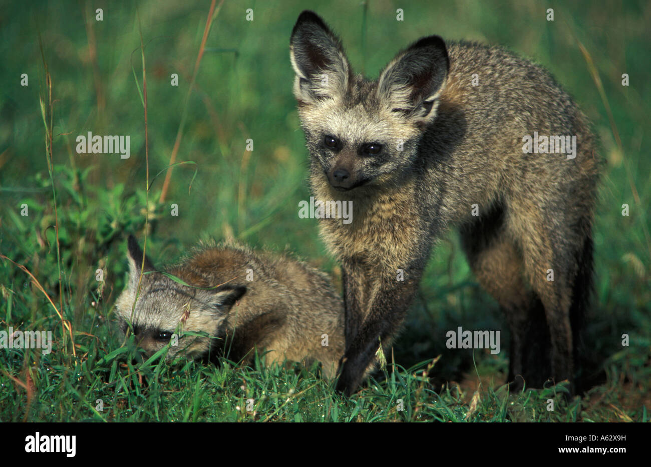 Bat eared fox pups hi-res stock photography and images - Alamy