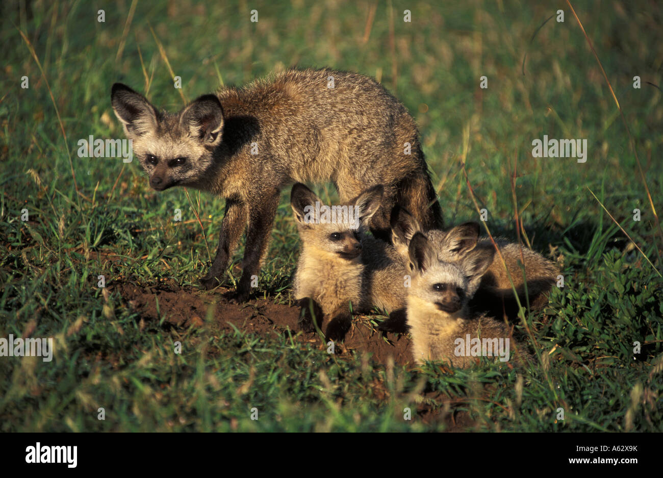bat-eared fox with pups at a den Otocyon megalotis Serengeti National ...