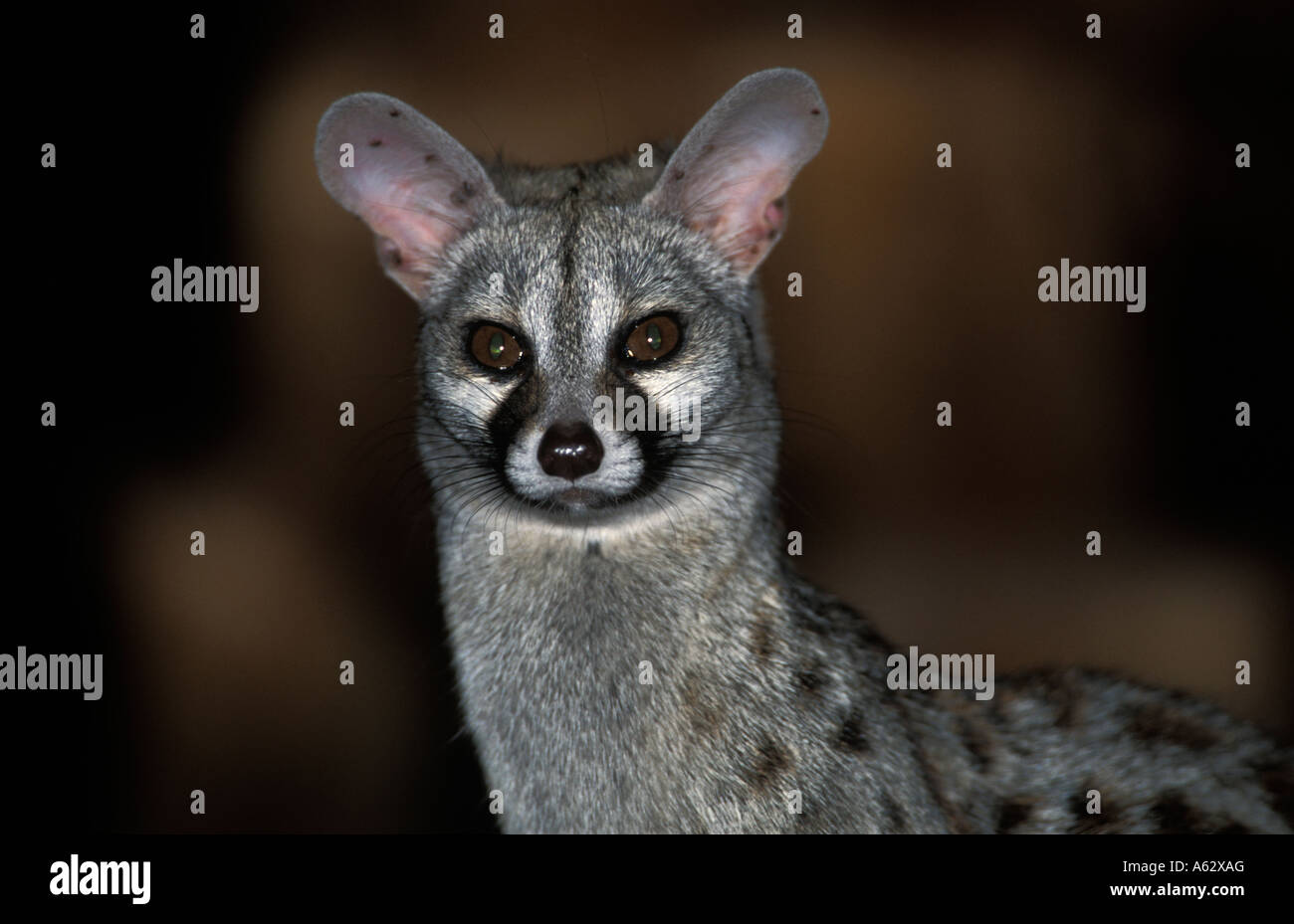 Large-spotted genet Genetta tigrina Common genet Serengeti National ...
