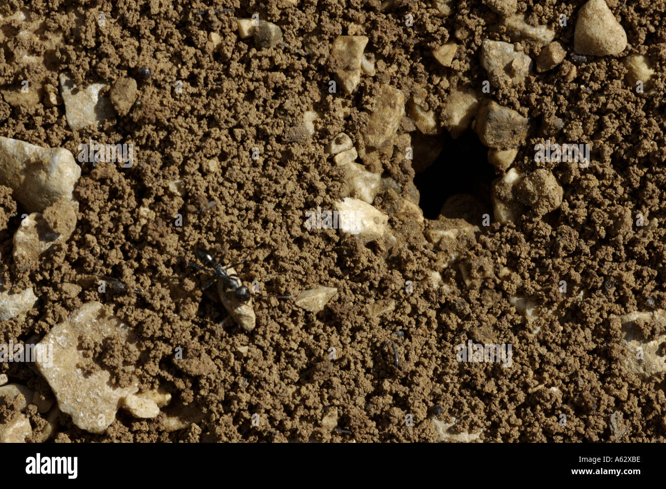 An ant out of the anthill Stock Photo - Alamy