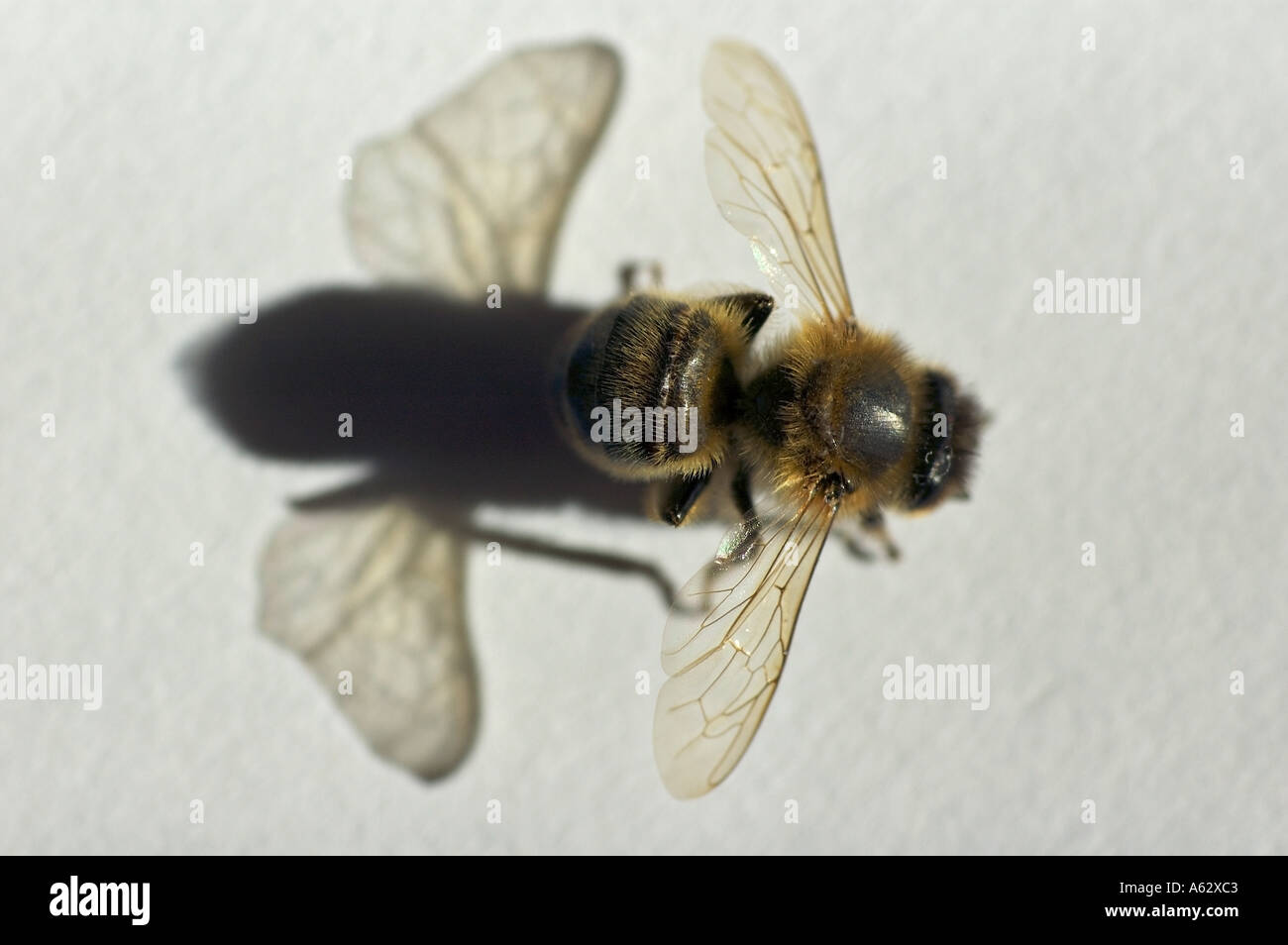 Bee sheet hi-res stock photography and images - Alamy