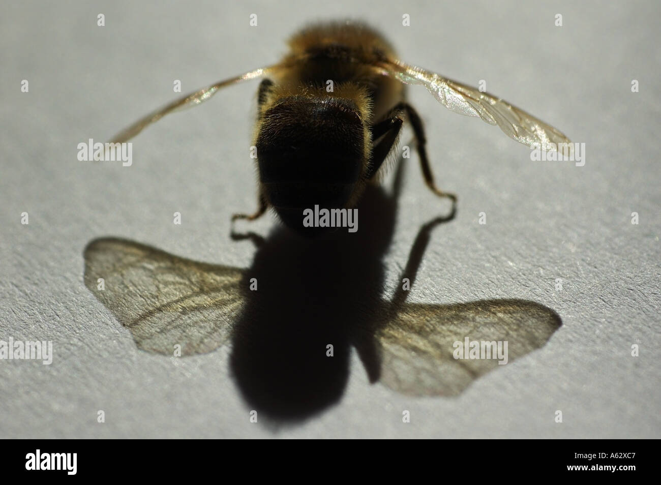 Bee sheet hi-res stock photography and images - Alamy