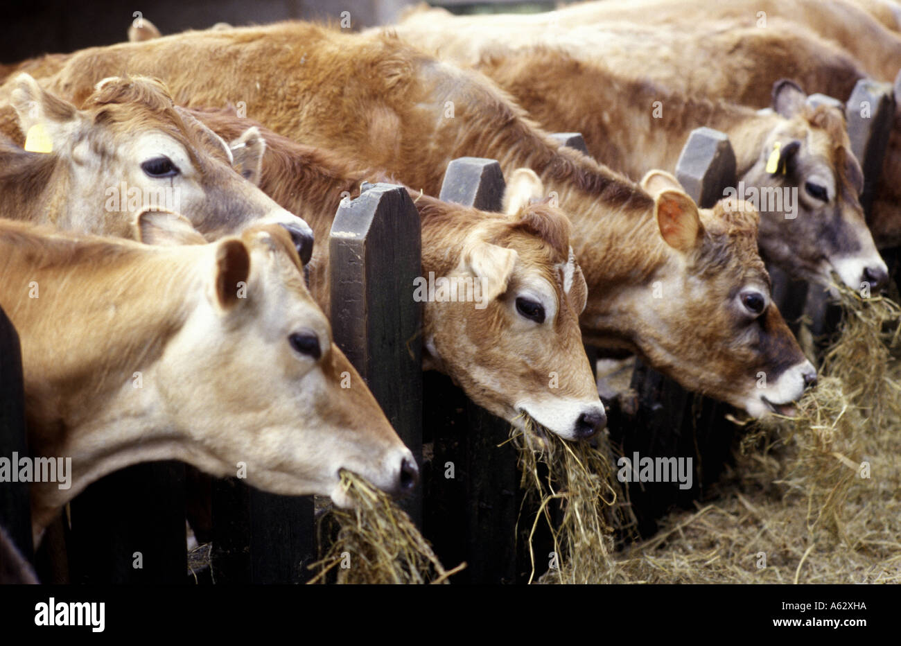 Row of jersey cows hi-res stock photography and images - Alamy