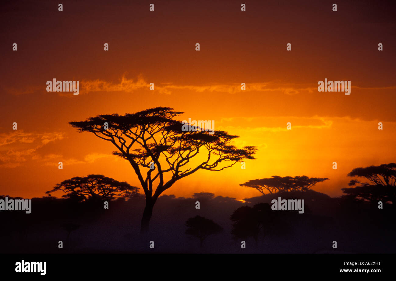 Sunset over acacia bush Serengeti National Park Tanzania Stock Photo ...