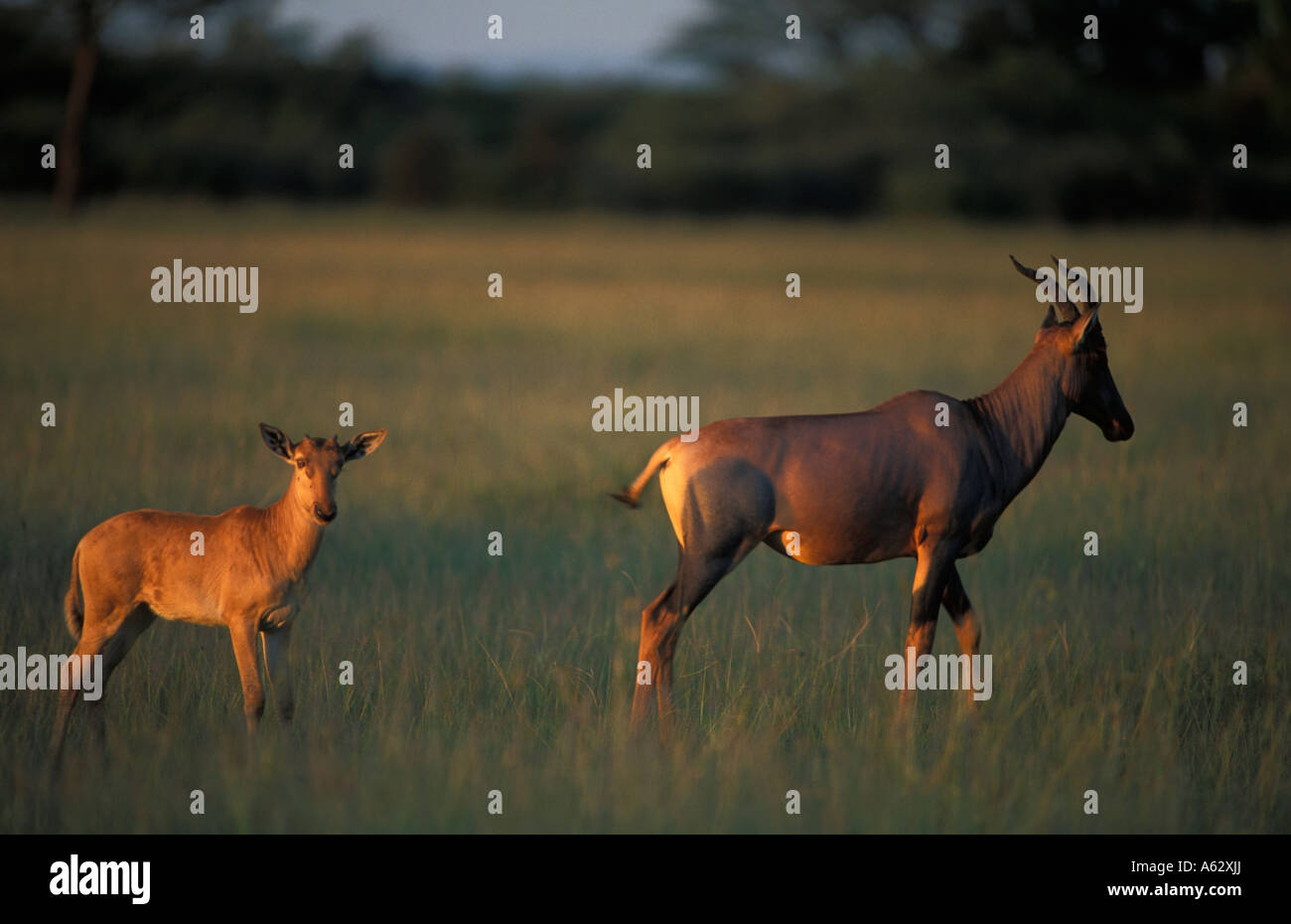 Topi Damaliscus lunatus jimela with young Serengeti National Park ...