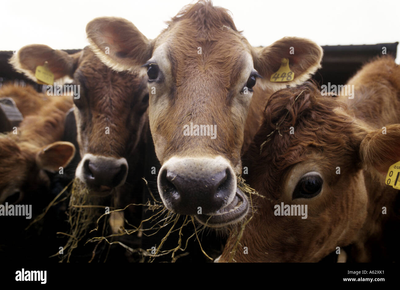 Row of jersey cows hi-res stock photography and images - Alamy
