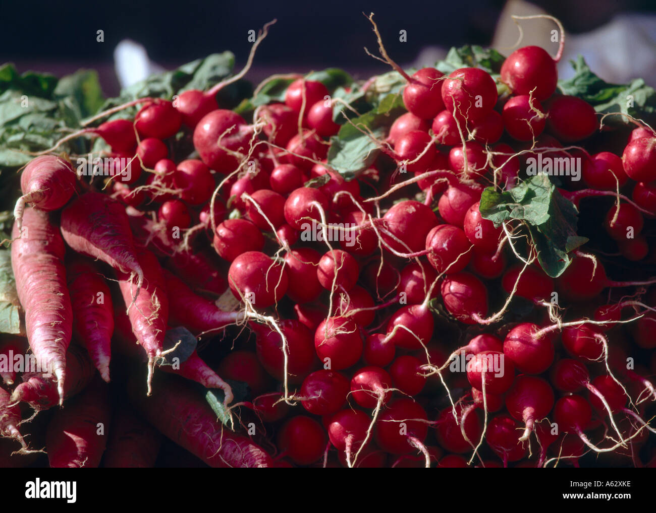 A pile of radish hi-res stock photography and images - Alamy
