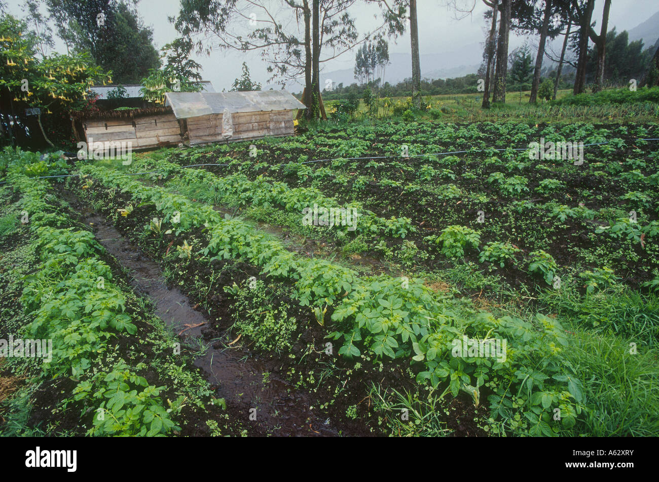 A field of potatoes growing high in the Andes near Pasto in Colombia ...