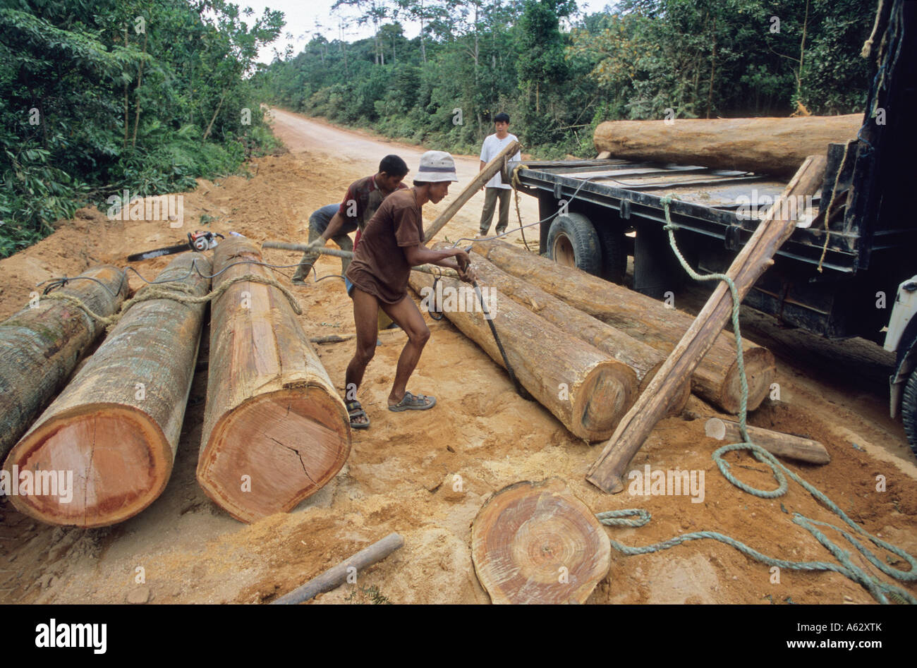 Rainforest Loggers