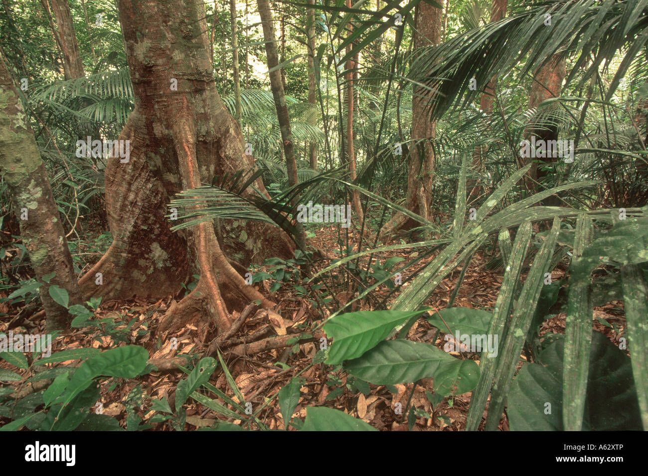A view of the interior of a dipterocarp rainforest in northern Malaysia ...