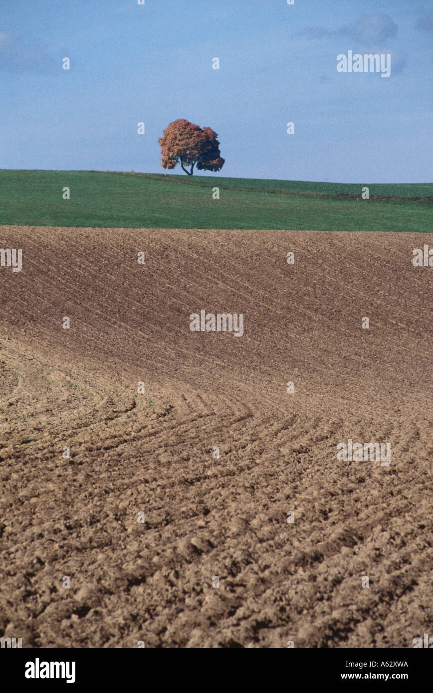 Deciduous tree on landscape Stock Photo - Alamy