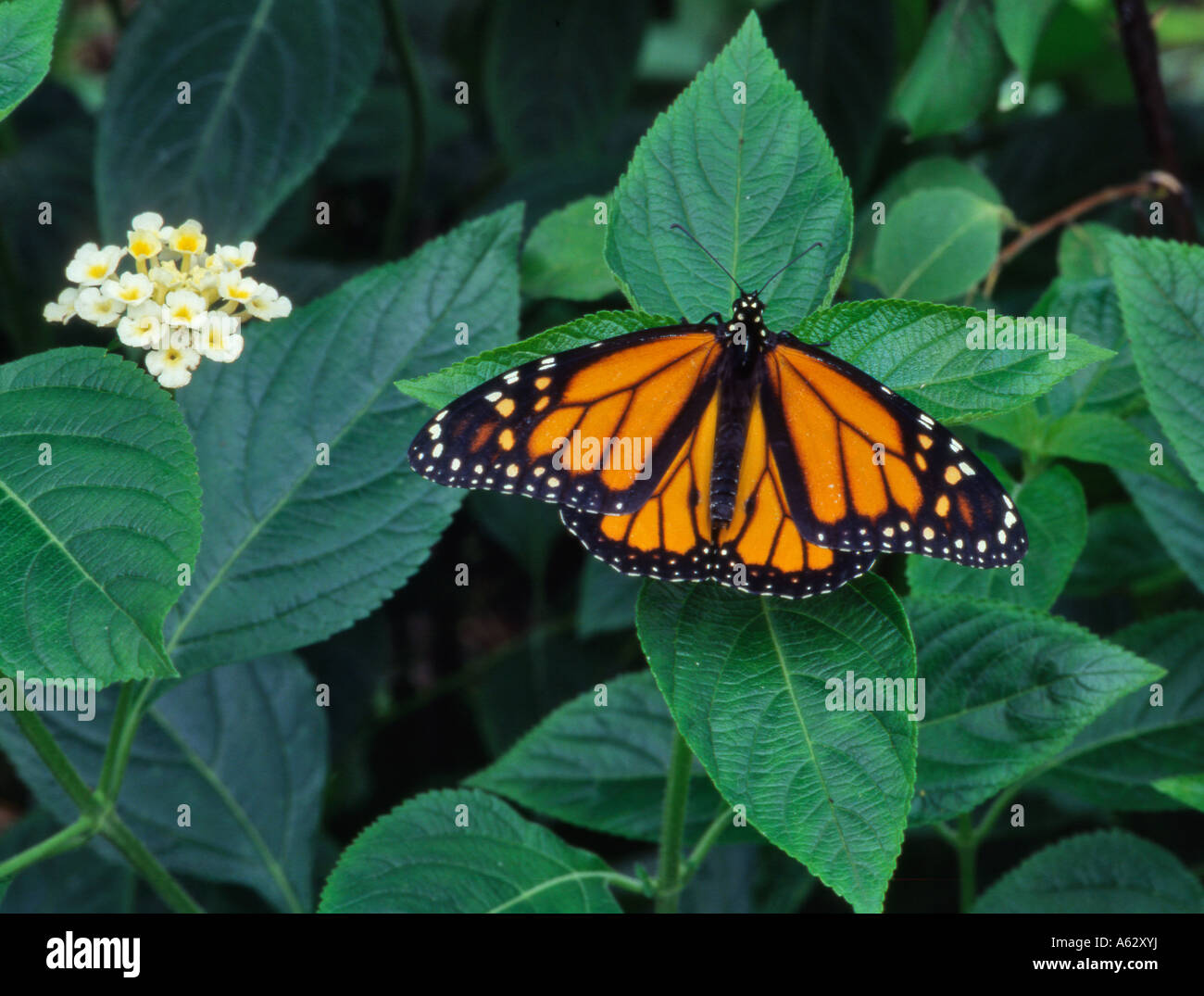 Wanderer butterfly hi-res stock photography and images - Alamy