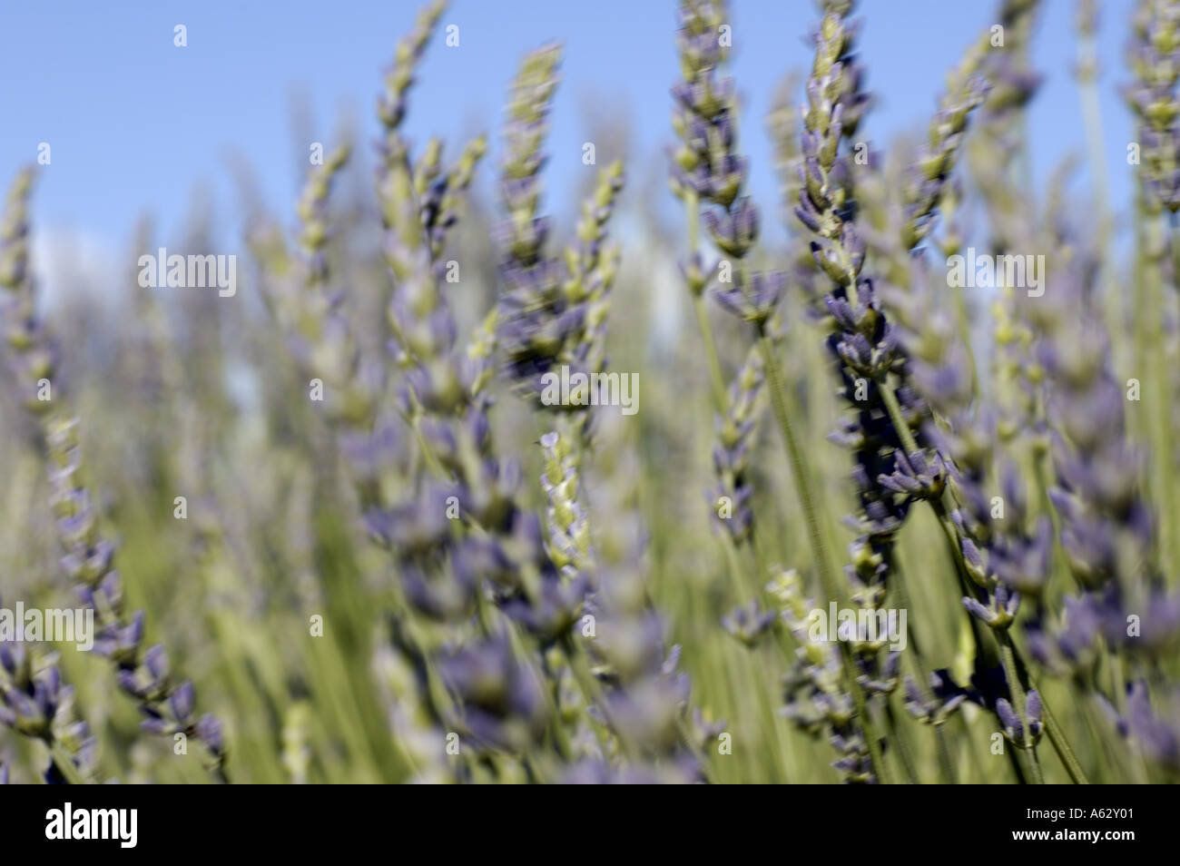 Lavender Flowers At Spring About To Flourish Stock Photo - Alamy