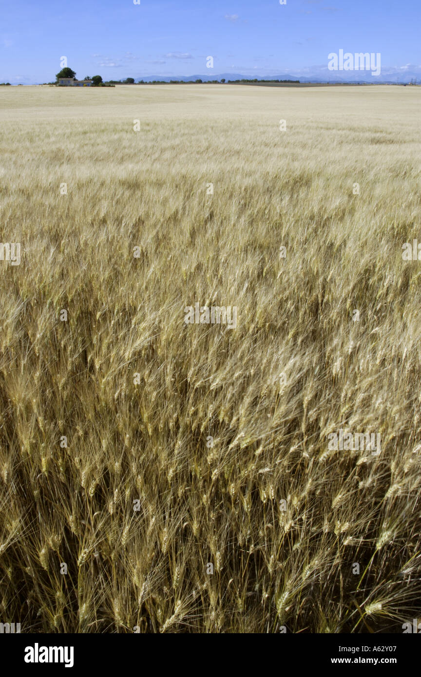 A Wheat Field At Spring Stock Photo - Alamy