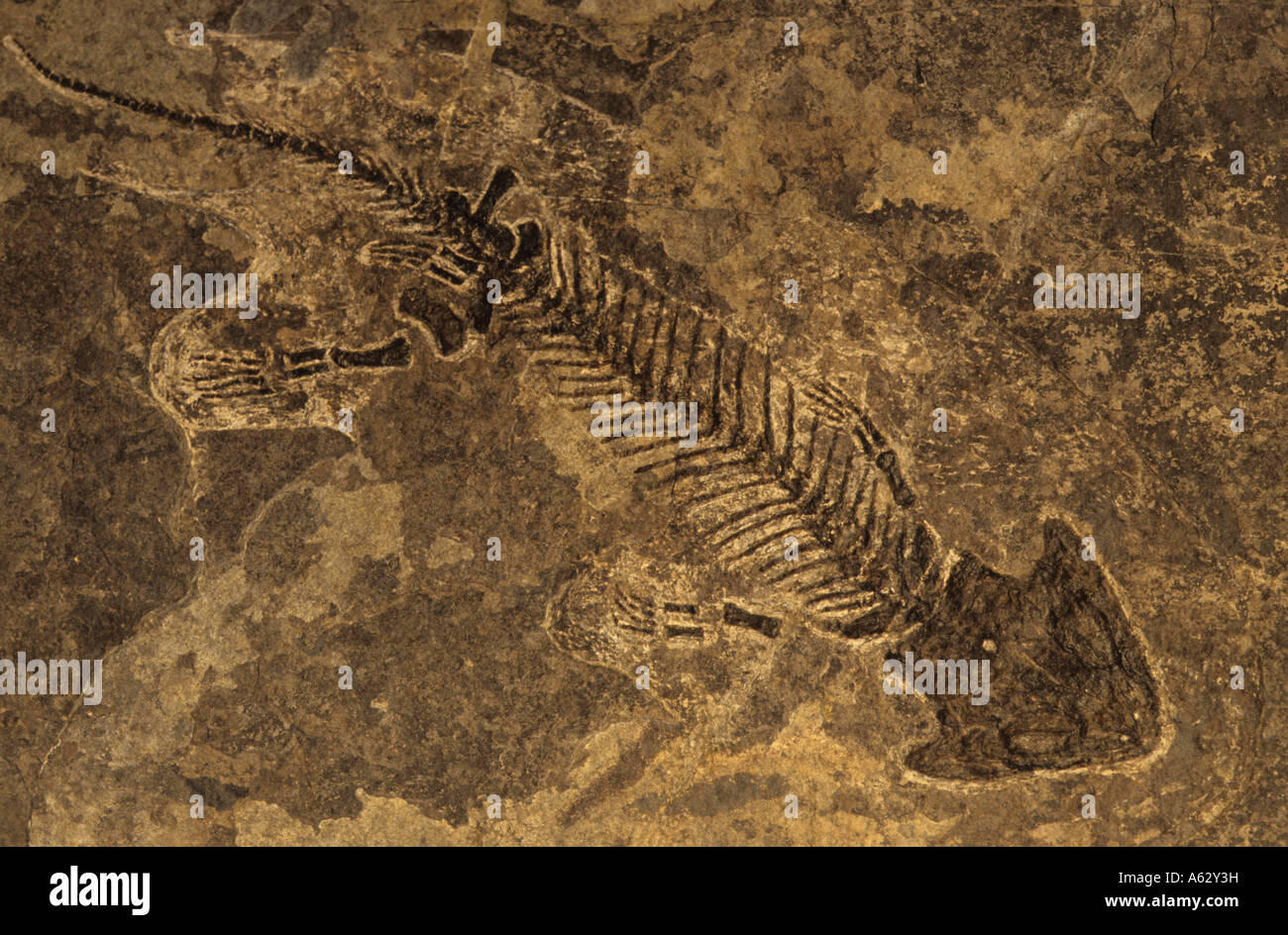 Fossil Amphibian Branchiosaurier spp Permian Germany Stock Photo - Alamy
