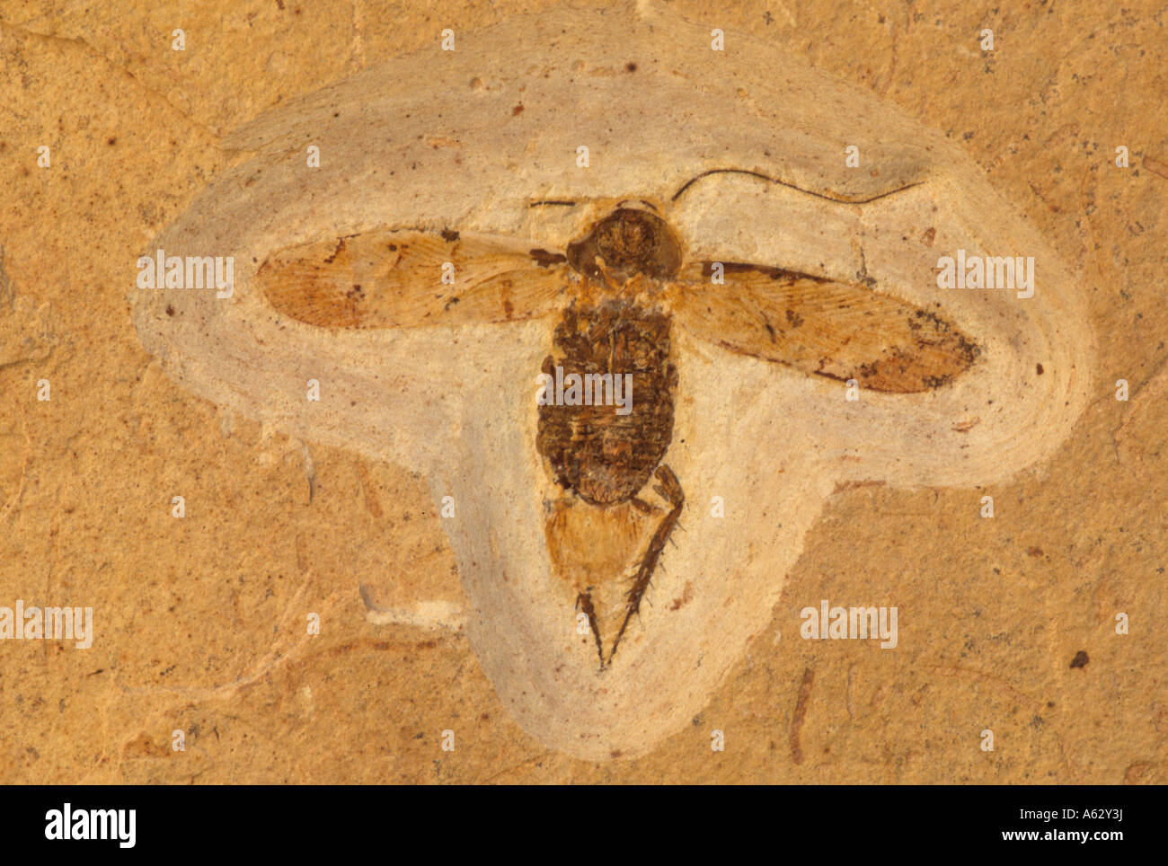 Insect wing fossil hi-res stock photography and images - Alamy