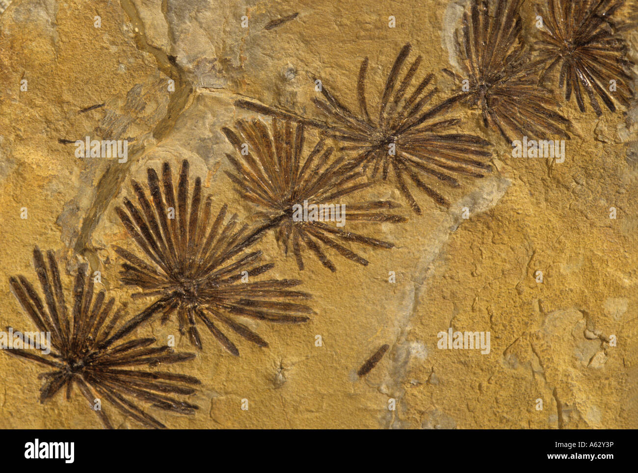 Fossil Horsetail High Resolution Stock Photography and Images - Alamy